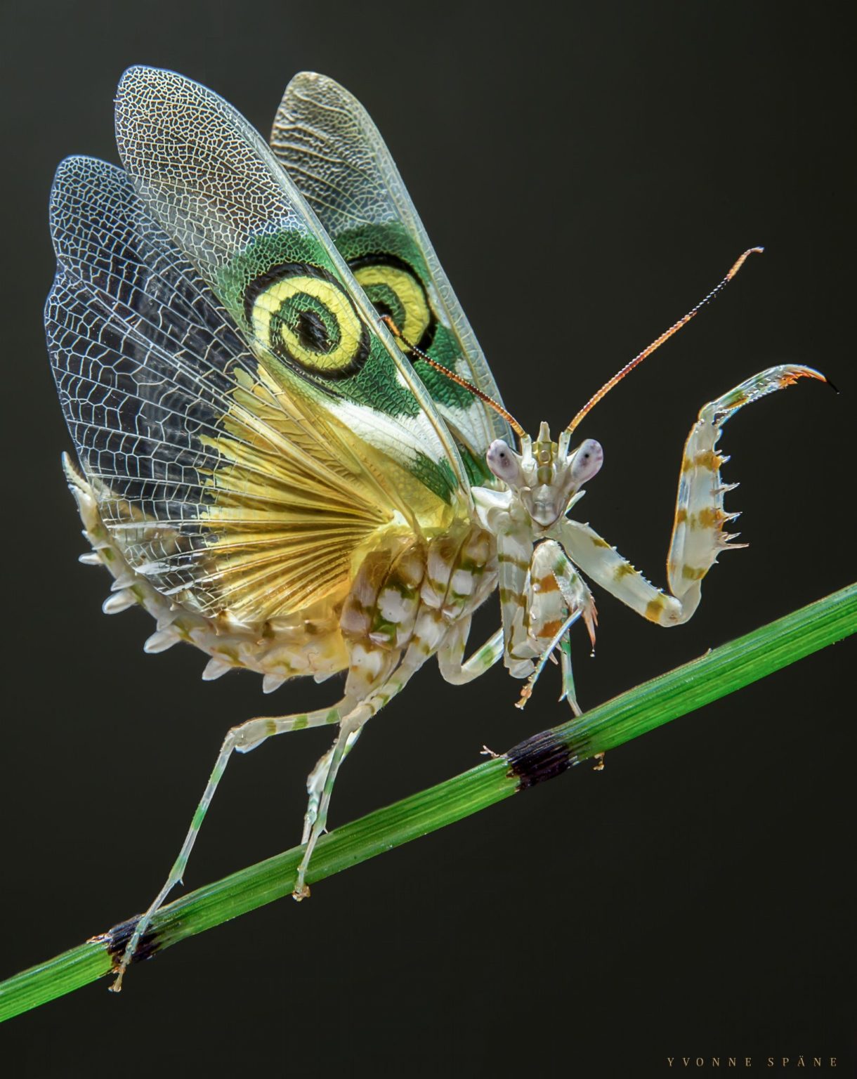 Spiny Flower Mantis - MAISON DU RHU
